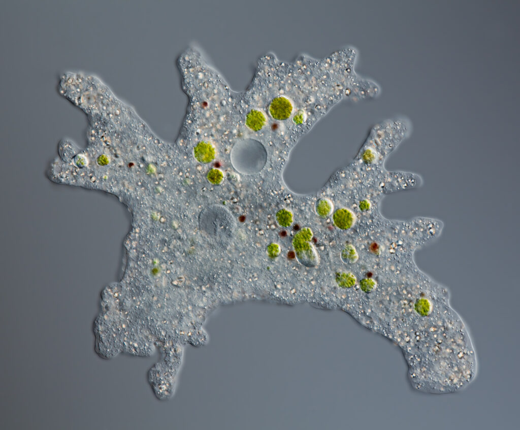 Exploring the Amoeba: The Fascinating World of a Simple Organism - IWC ...