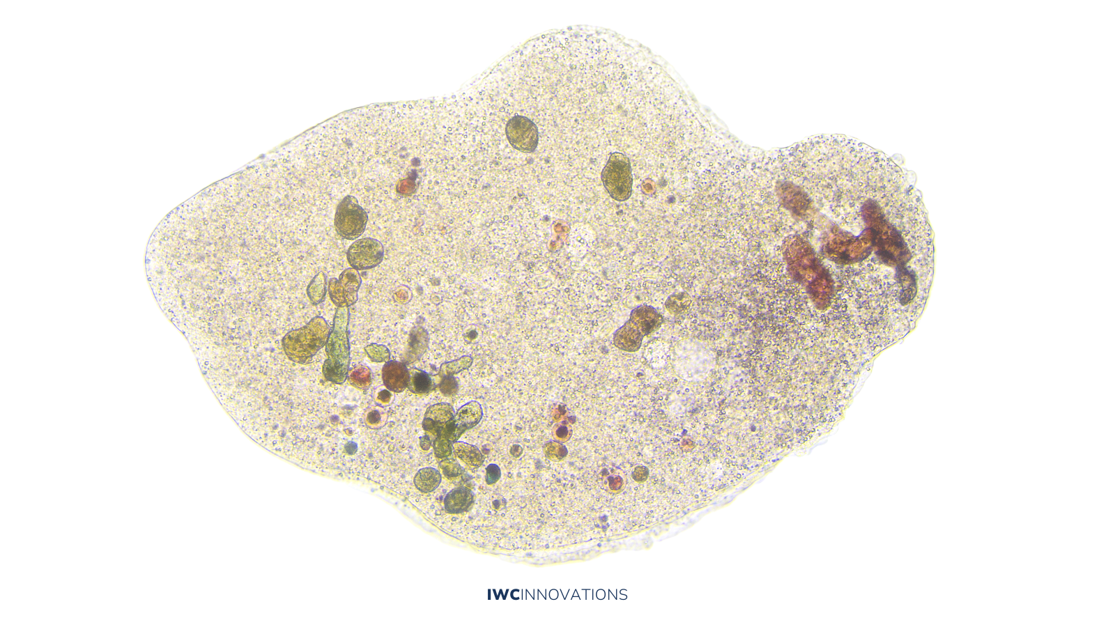 Exploring the Amoeba: The Fascinating World of a Simple Organism - IWC ...
